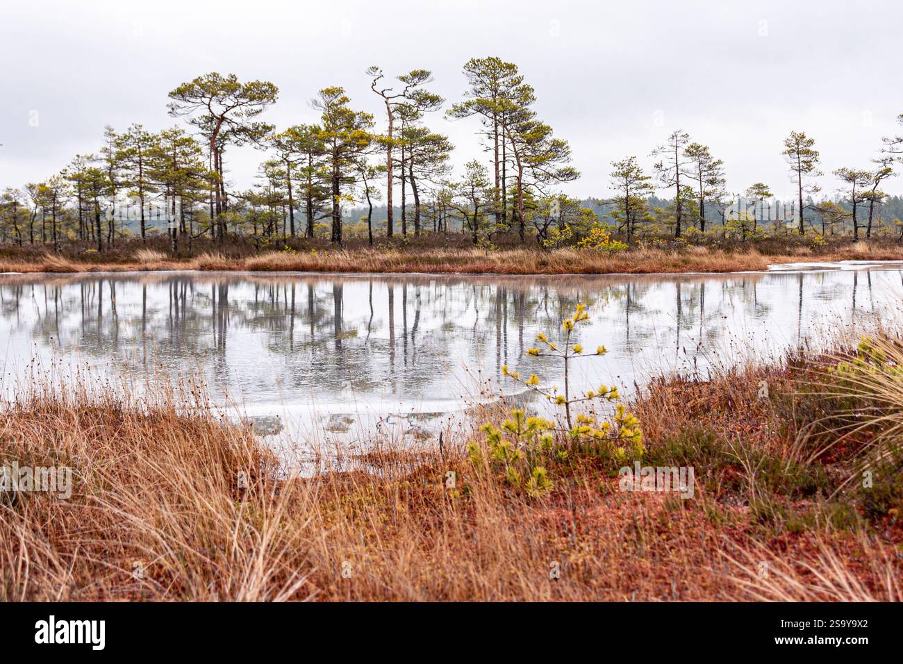 winter landscape of a swamp without snow, pond covered with ice ...