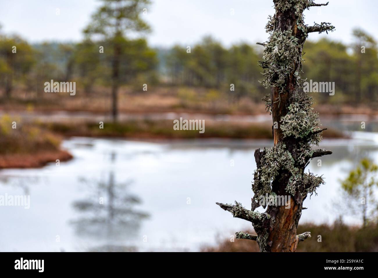 winter landscape of a swamp without snow, pond covered with ice ...