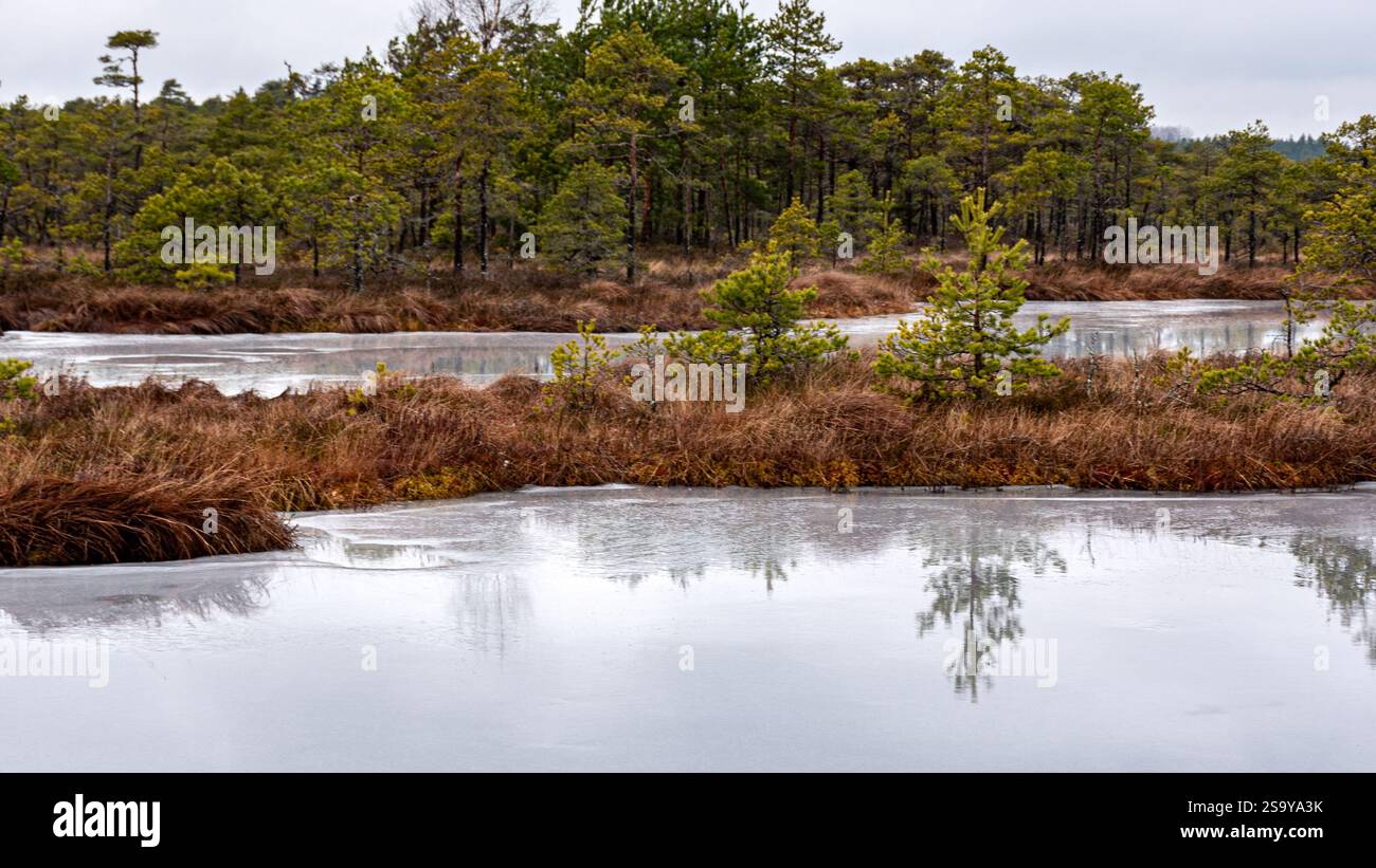 winter landscape of a swamp without snow, pond covered with ice ...