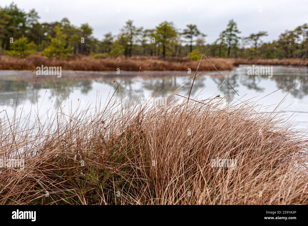 swamp winter landscape without snow, swamp vegetation in winter, pine ...