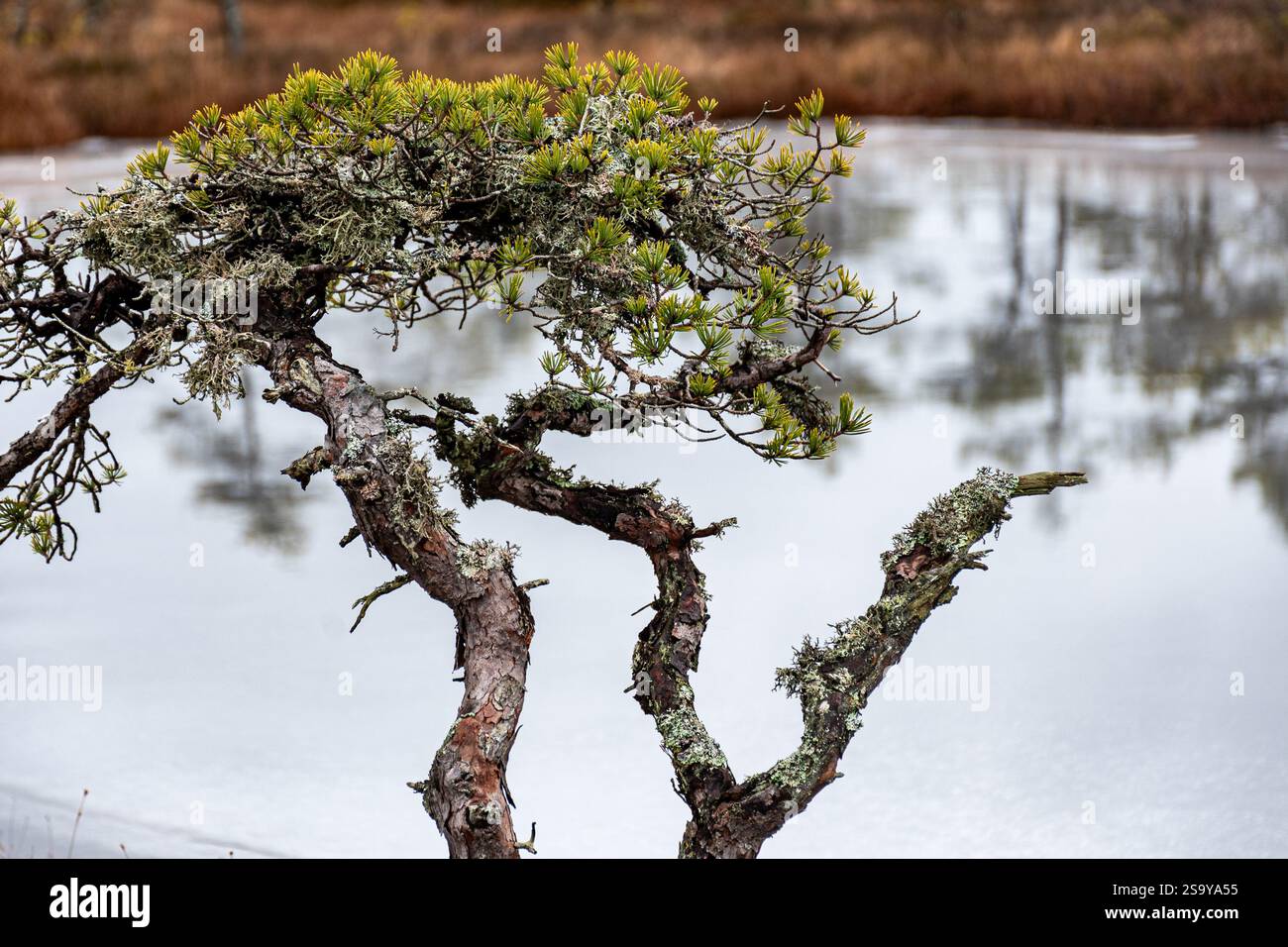 winter landscape of a swamp without snow, pond covered with ice ...