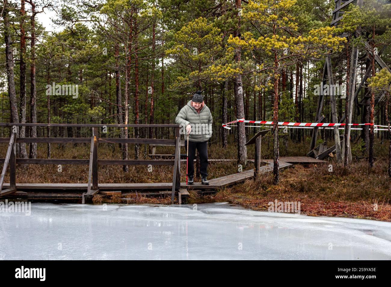 winter swamp landscape without snow, wooden footbridge, swamp ...