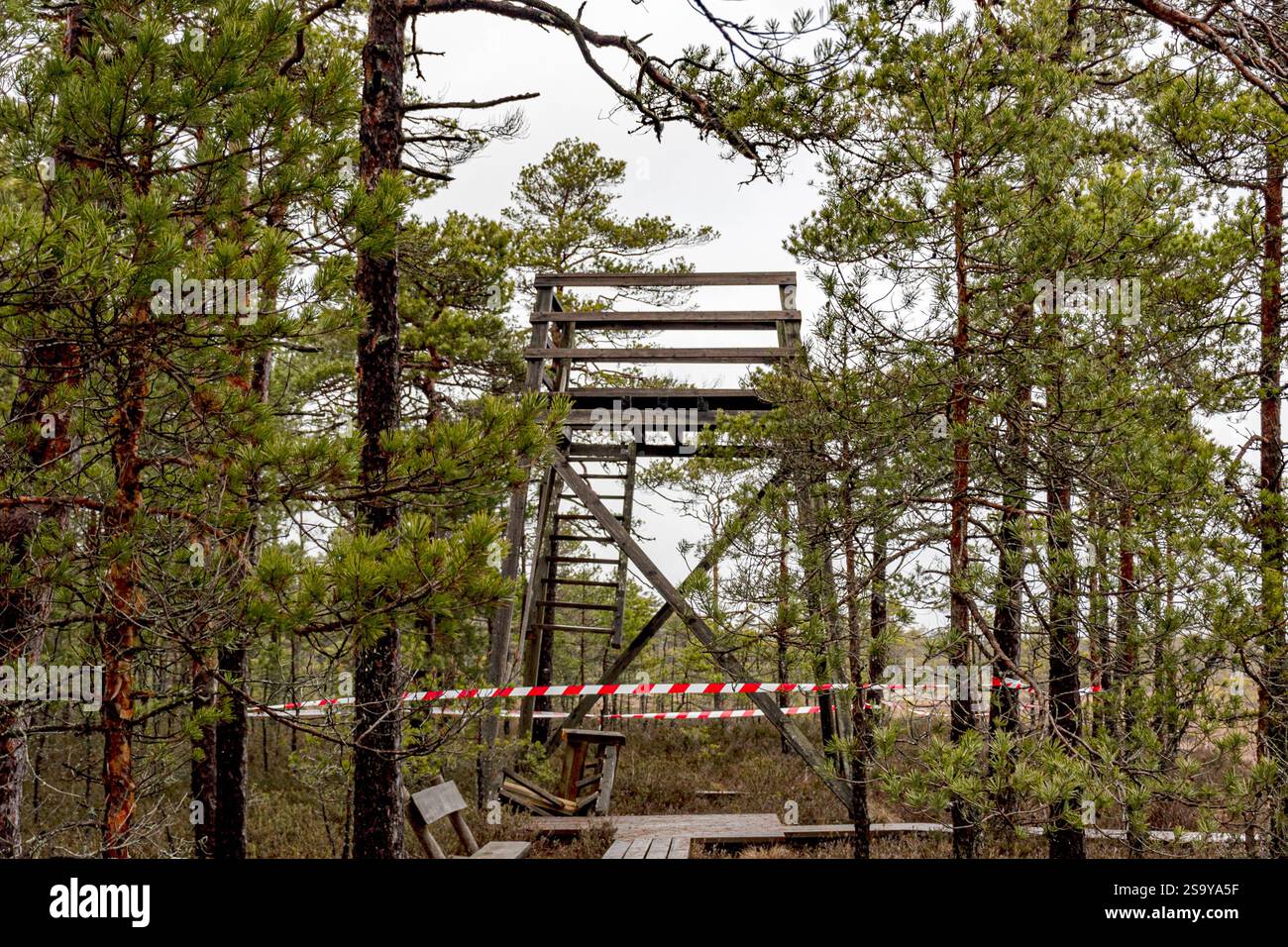 winter swamp landscape without snow, wooden footbridge, swamp ...