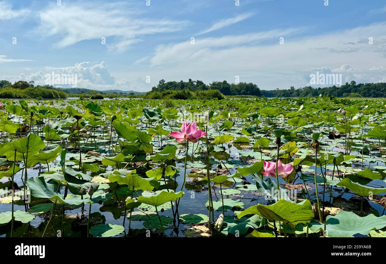 Landscaped View of Lotus Field with Pink Lotus Flower at Lake Raban ...