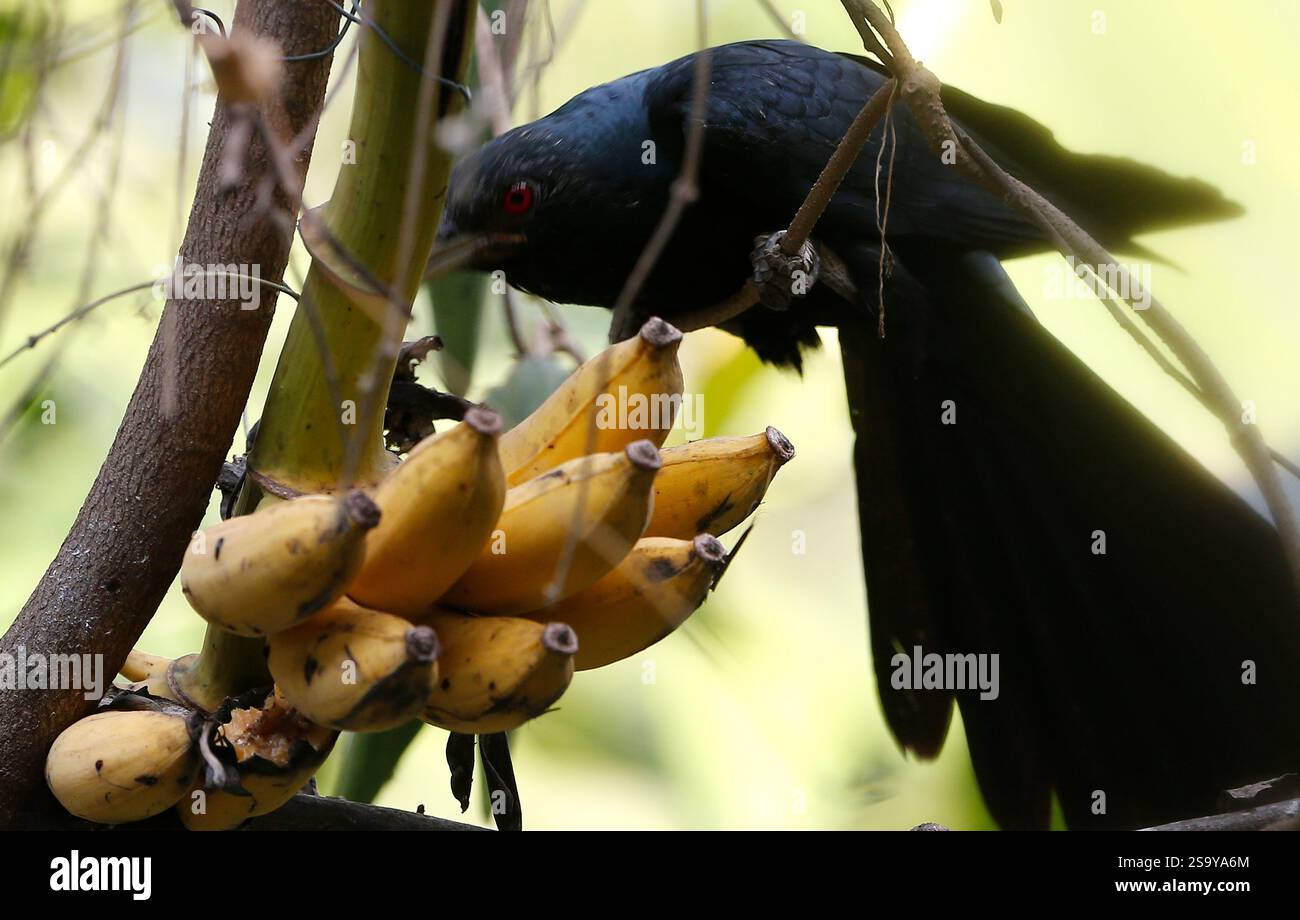 Nakhon Sawan, Thailand. 28th Jan, 2025. A Western Koel bird seen eating ...