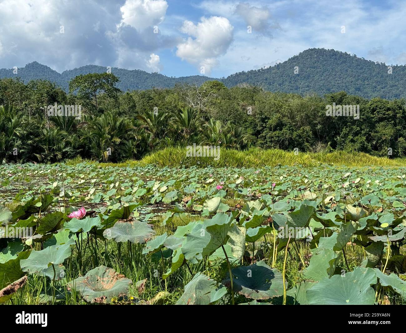 View of Lotus Field at Lake Raban, Perak, Malaysia. Malaysia Tourism ...
