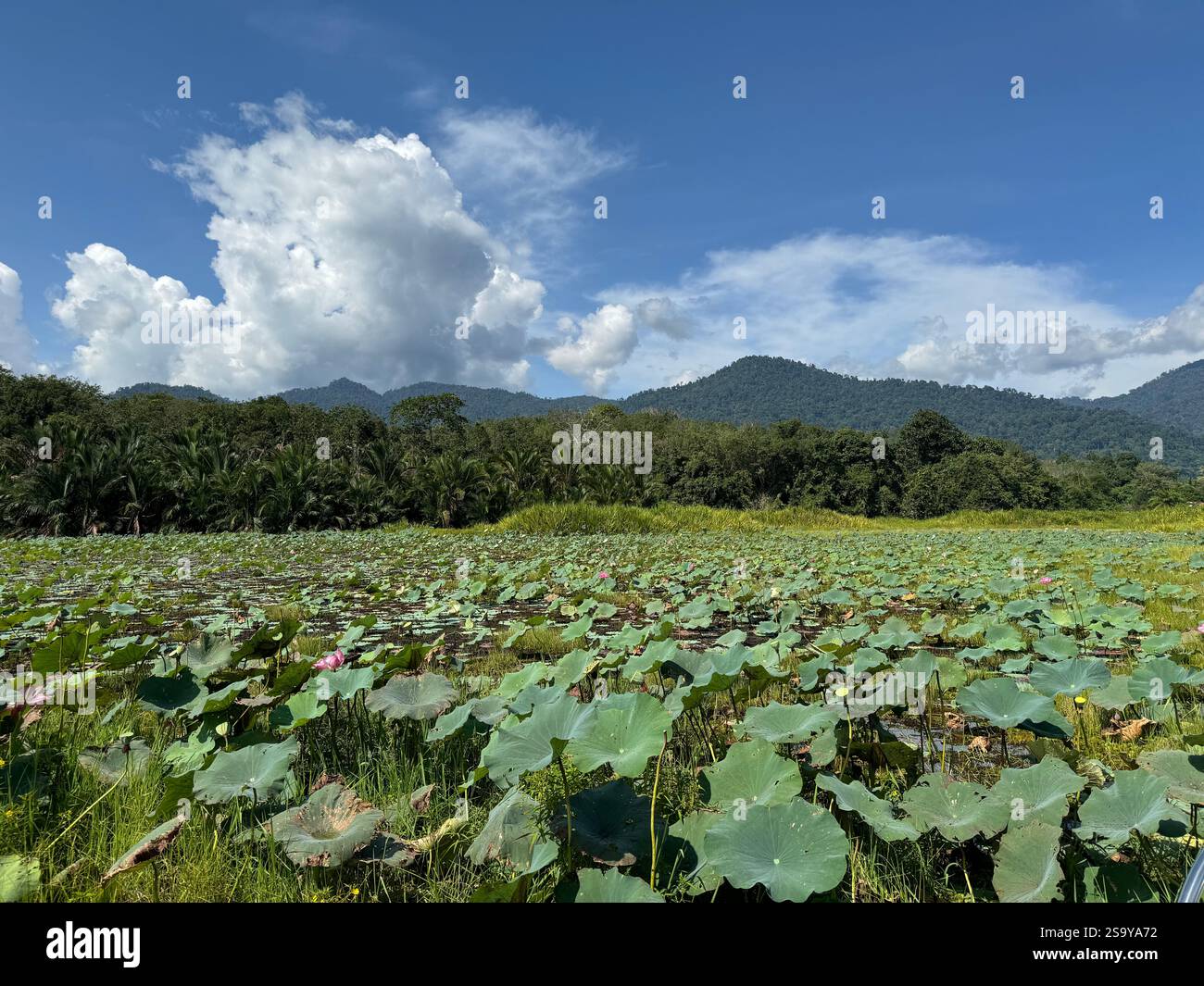 View of Lotus Field at Lake Raban, Perak, Malaysia. Malaysia Tourism ...