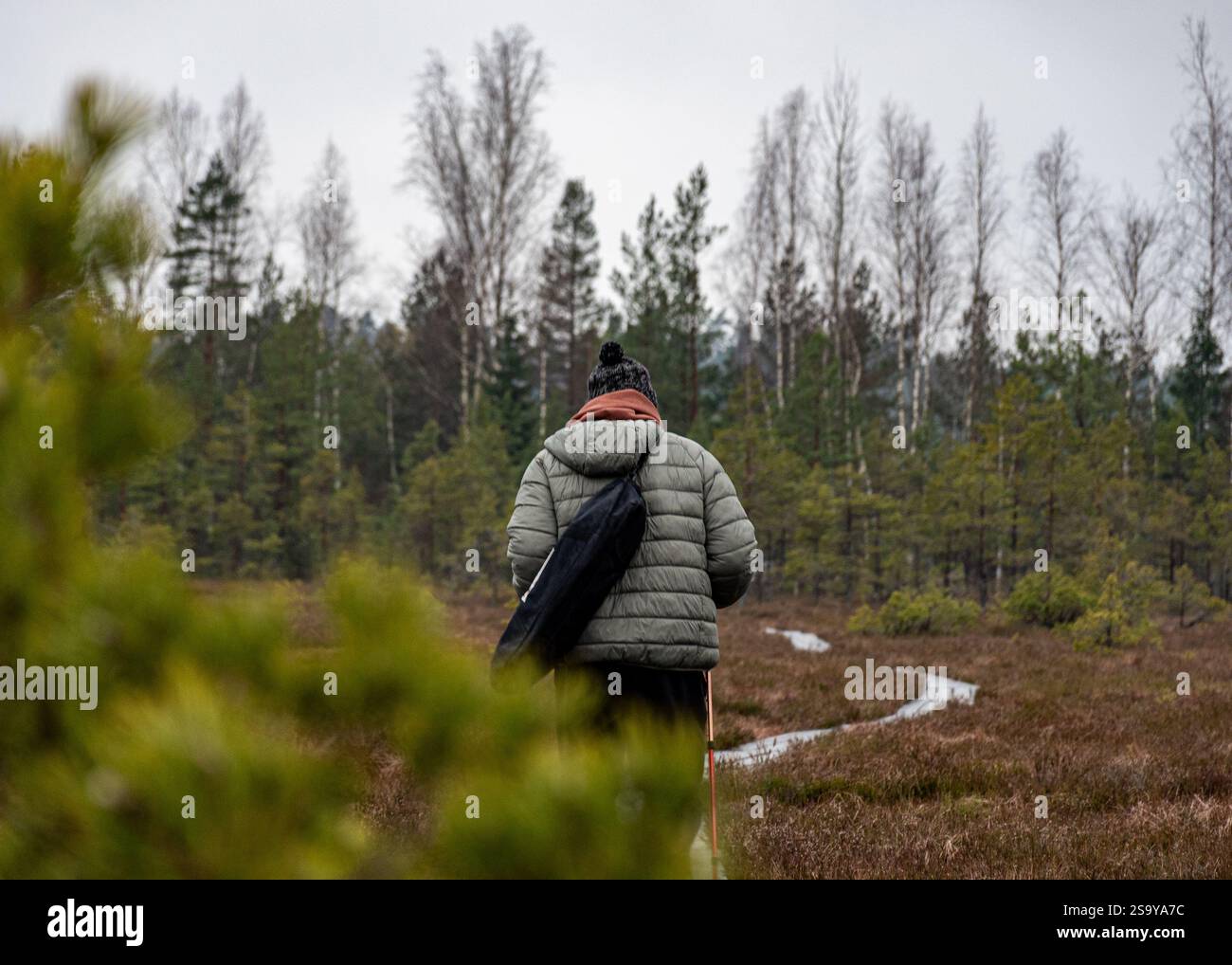 winter swamp landscape without snow, wooden footbridge, pedestrian on a ...