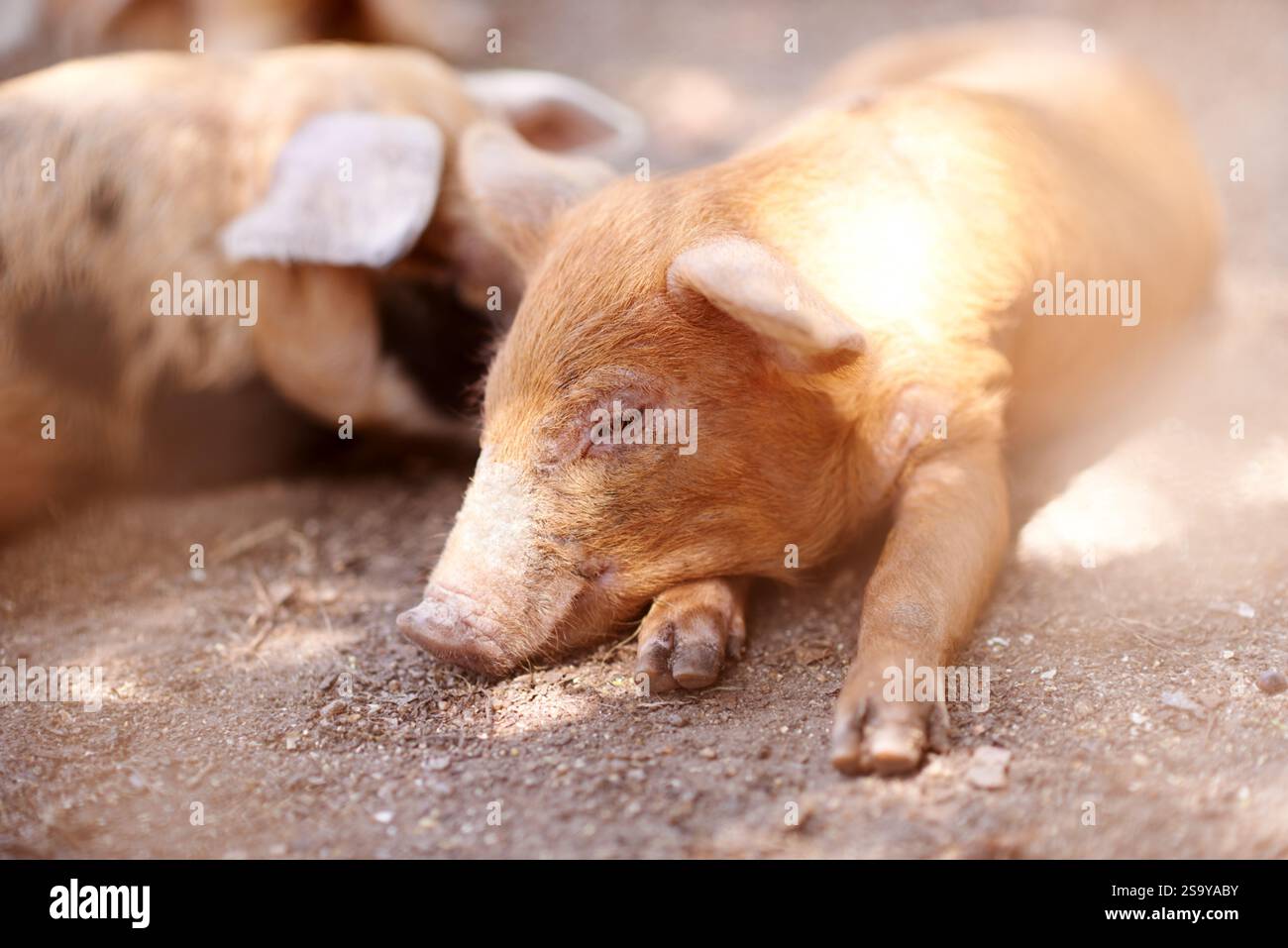 Pig, tired or sleeping on farm for growth, sustainable business and ...