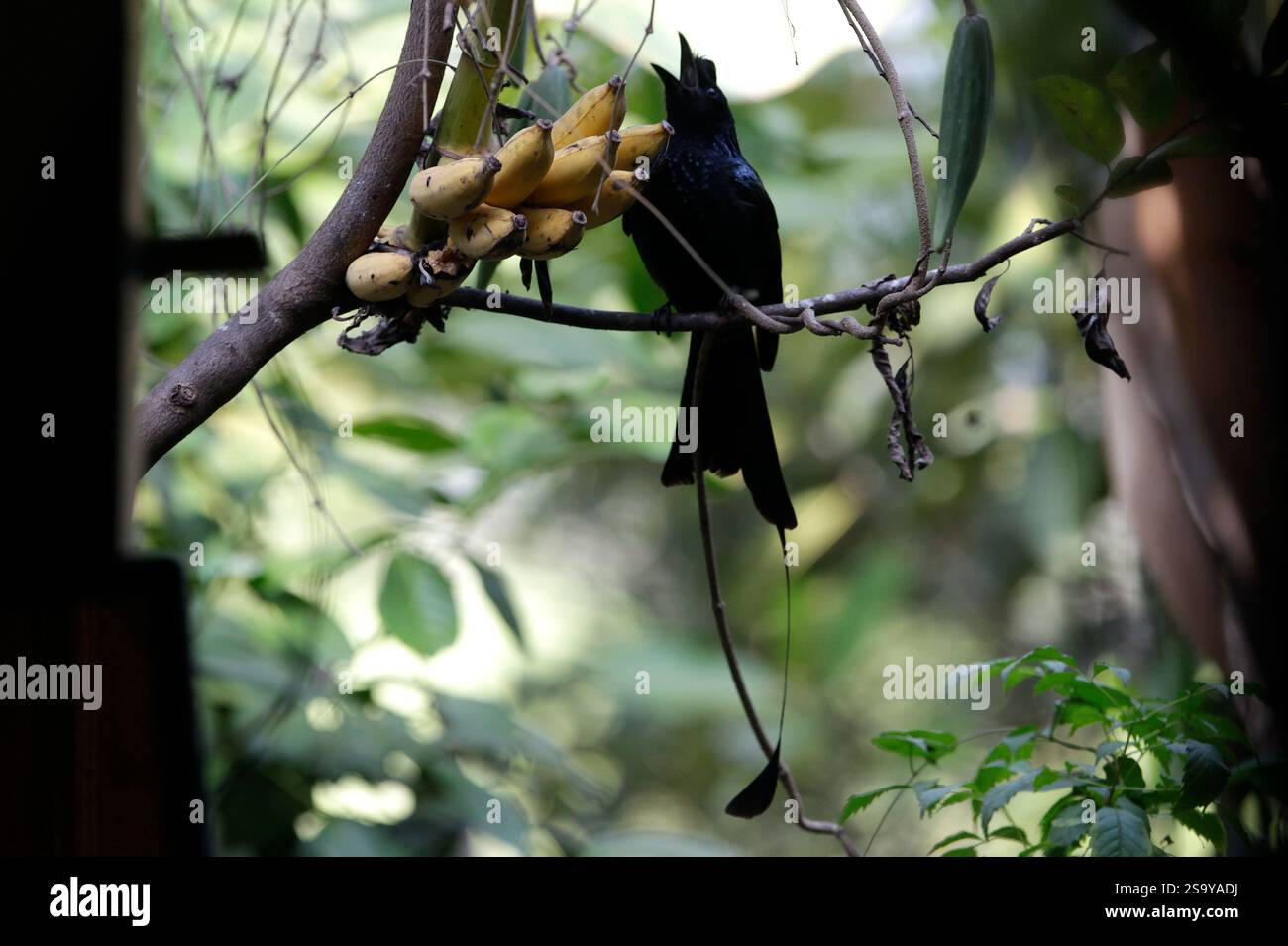 Nakhon Sawan, Thailand. 28th Jan, 2025. A Black Drongo bird seen eating ...