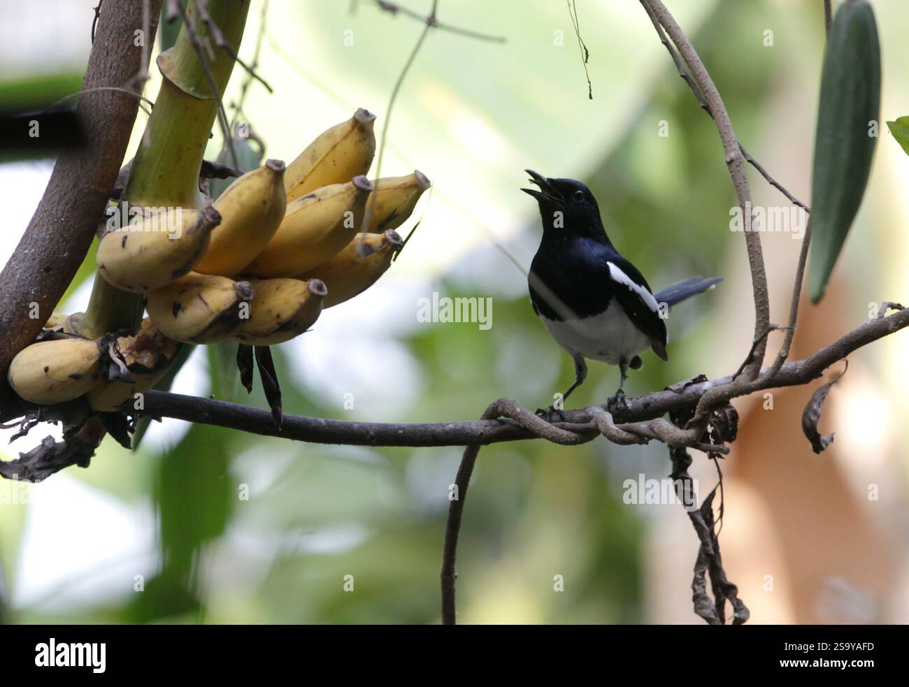 Nakhon Sawan, Thailand. 28th Jan, 2025. A Copsychus Saularis bird seen ...