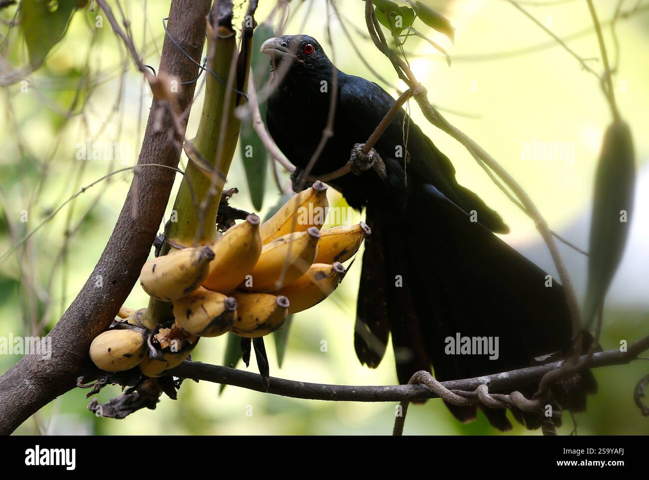 Nakhon Sawan, Thailand. 28th Jan, 2025. A Western Koel bird seen eating ...