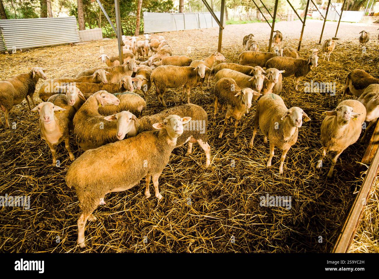 Cala Bassa Sabinar, Juniperus phoenicea, Cala Bassa-Cala Compte Natural ...