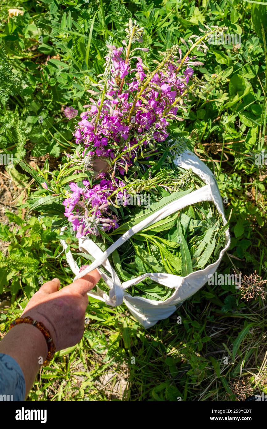 An elderly woman in the field collects the leaves of Ivan-tea for fermentation. Collection of ...