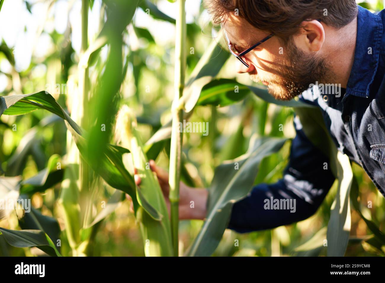 Corn field, farming and man in inspection for growth, natural food ...