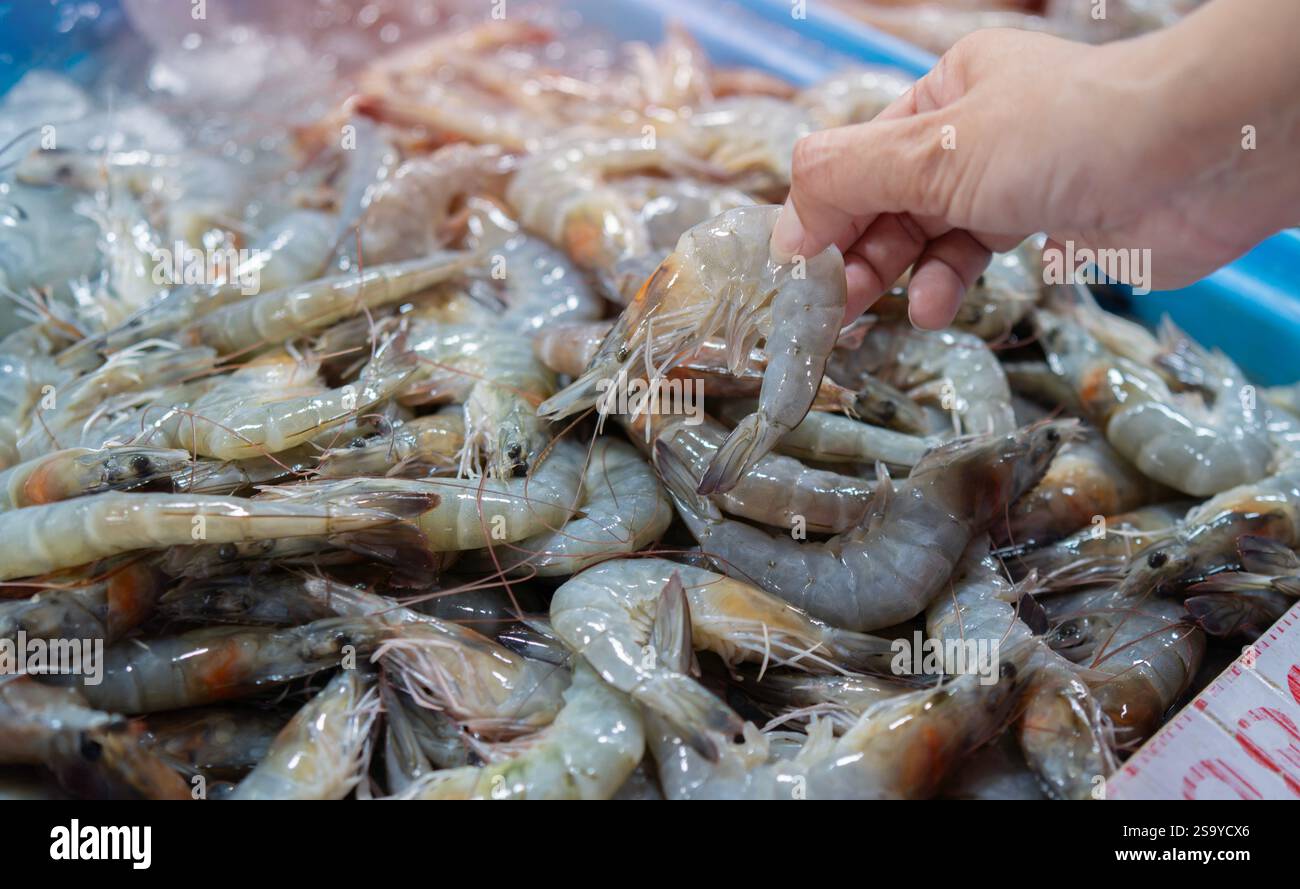 Fresh shrimp on hand holding, food concept in Thailand of Asian, many ...