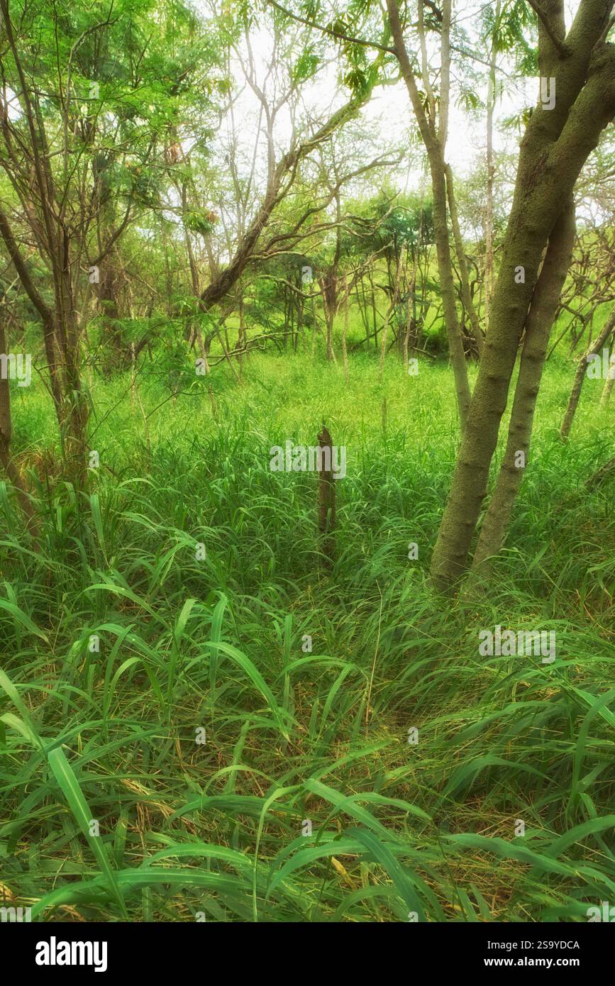 Forest landscape, grass and ground with trees, environment and growth ...