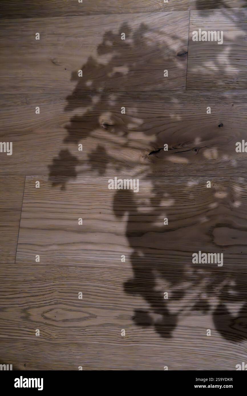 Delicate shadow of flowers cast on a natural wooden floor. Captured in ...