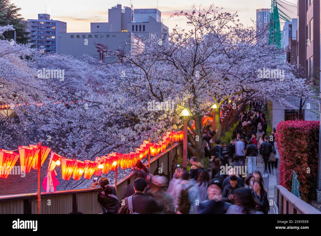 Cherry blossom illumination on the Meguro River, Tokyo Stock Photo - Alamy