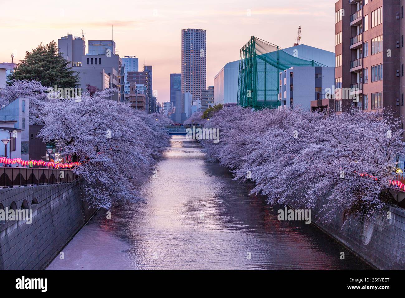Cherry blossom illumination on the Meguro River, Tokyo Stock Photo - Alamy