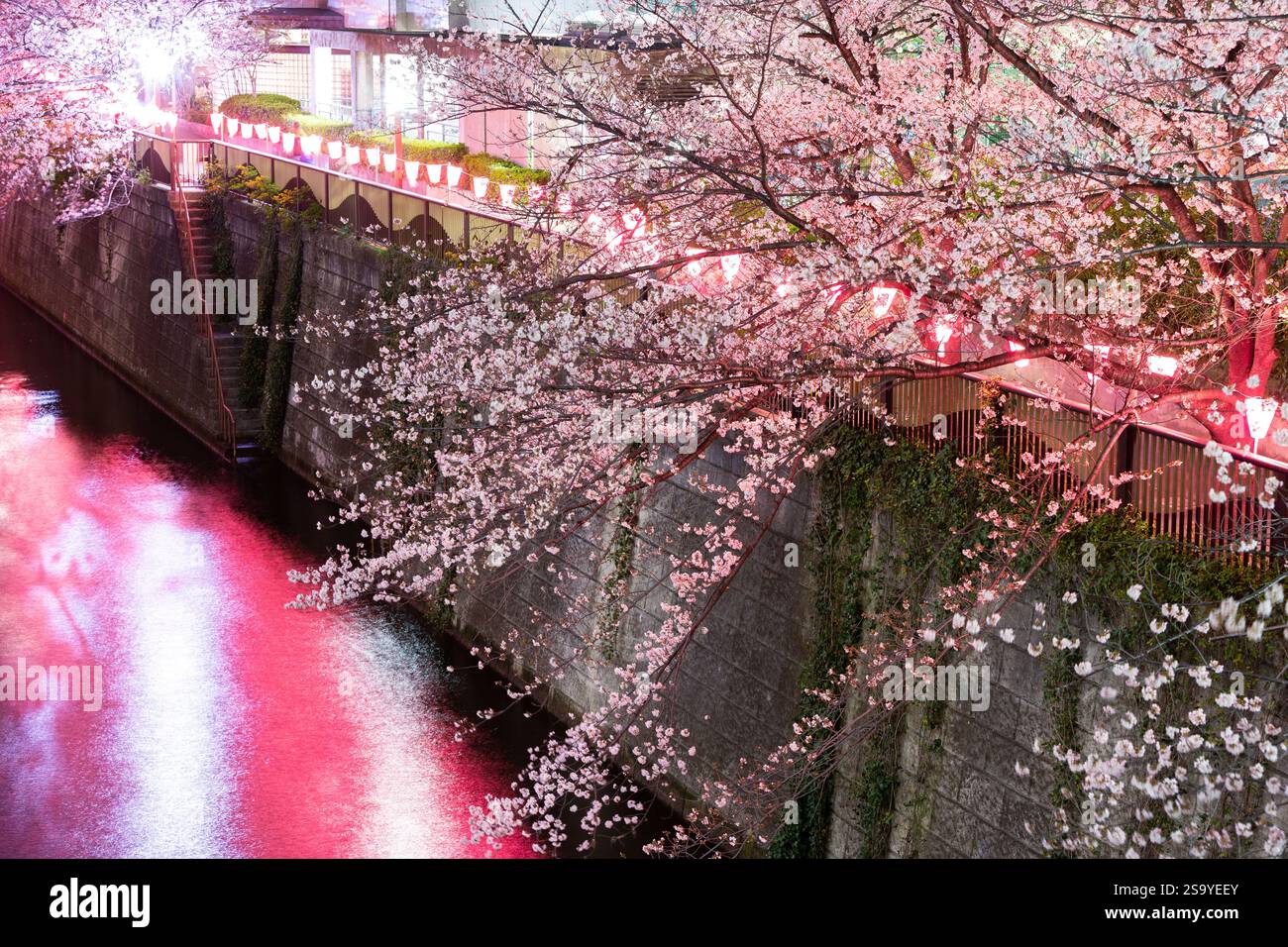 Cherry blossom illumination on the Meguro River, Tokyo Stock Photo - Alamy