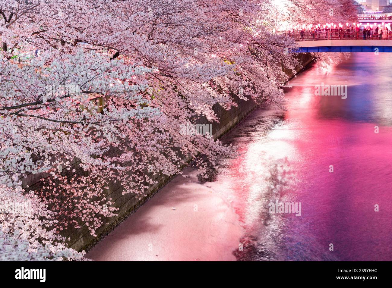 Cherry blossom illumination on the Meguro River, Tokyo Stock Photo - Alamy