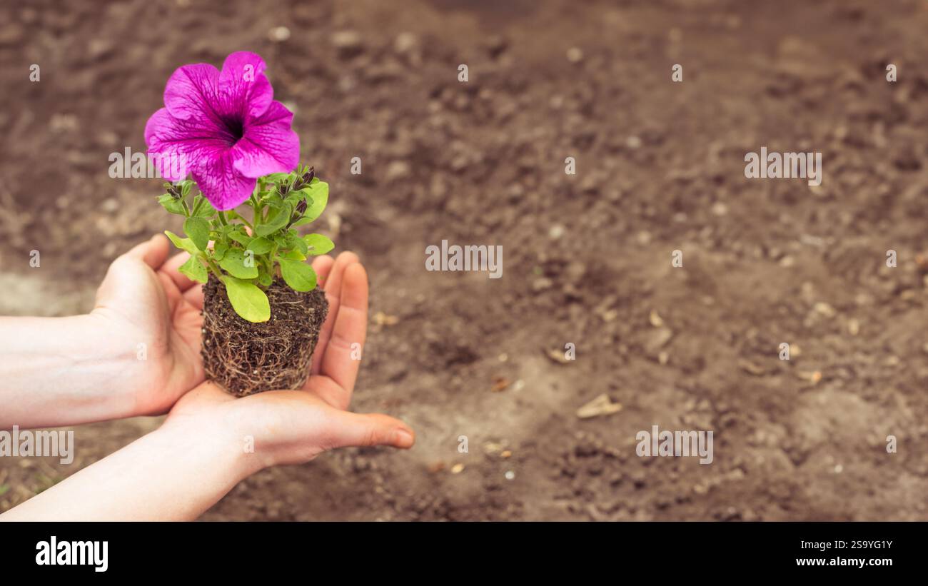 Flower (petunia seedling) with closed root system in the hands of man ...
