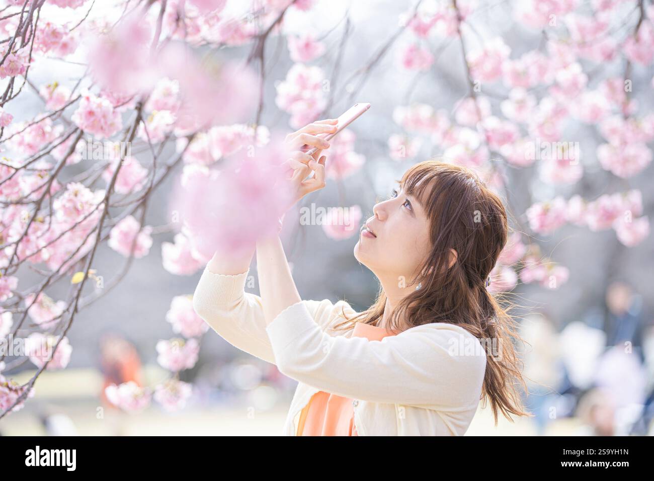 Woman taking a photo of cherry blossoms with a smartphone Stock Photo ...