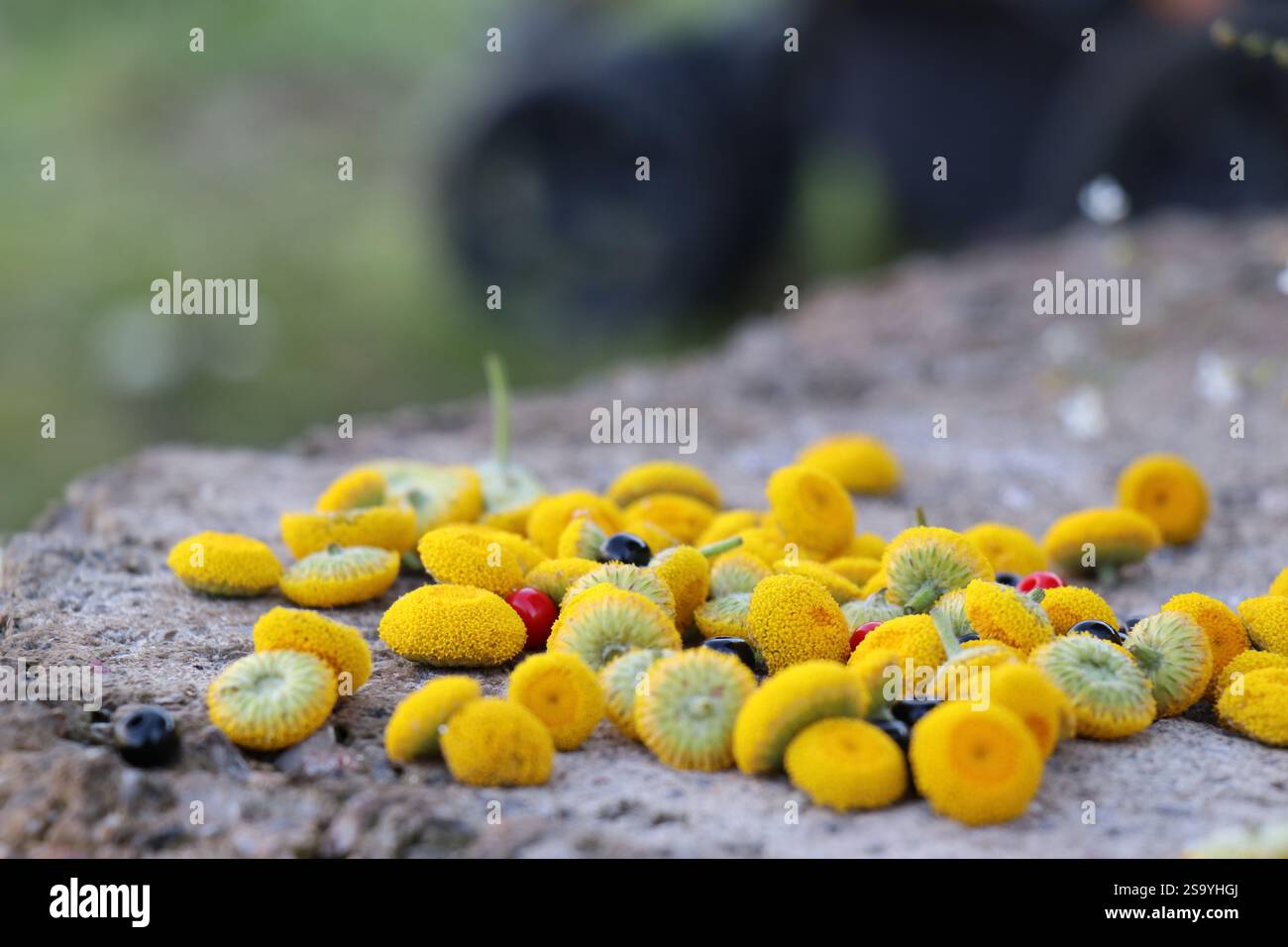 Doganin sadeligi hi-res stock photography and images - Alamy