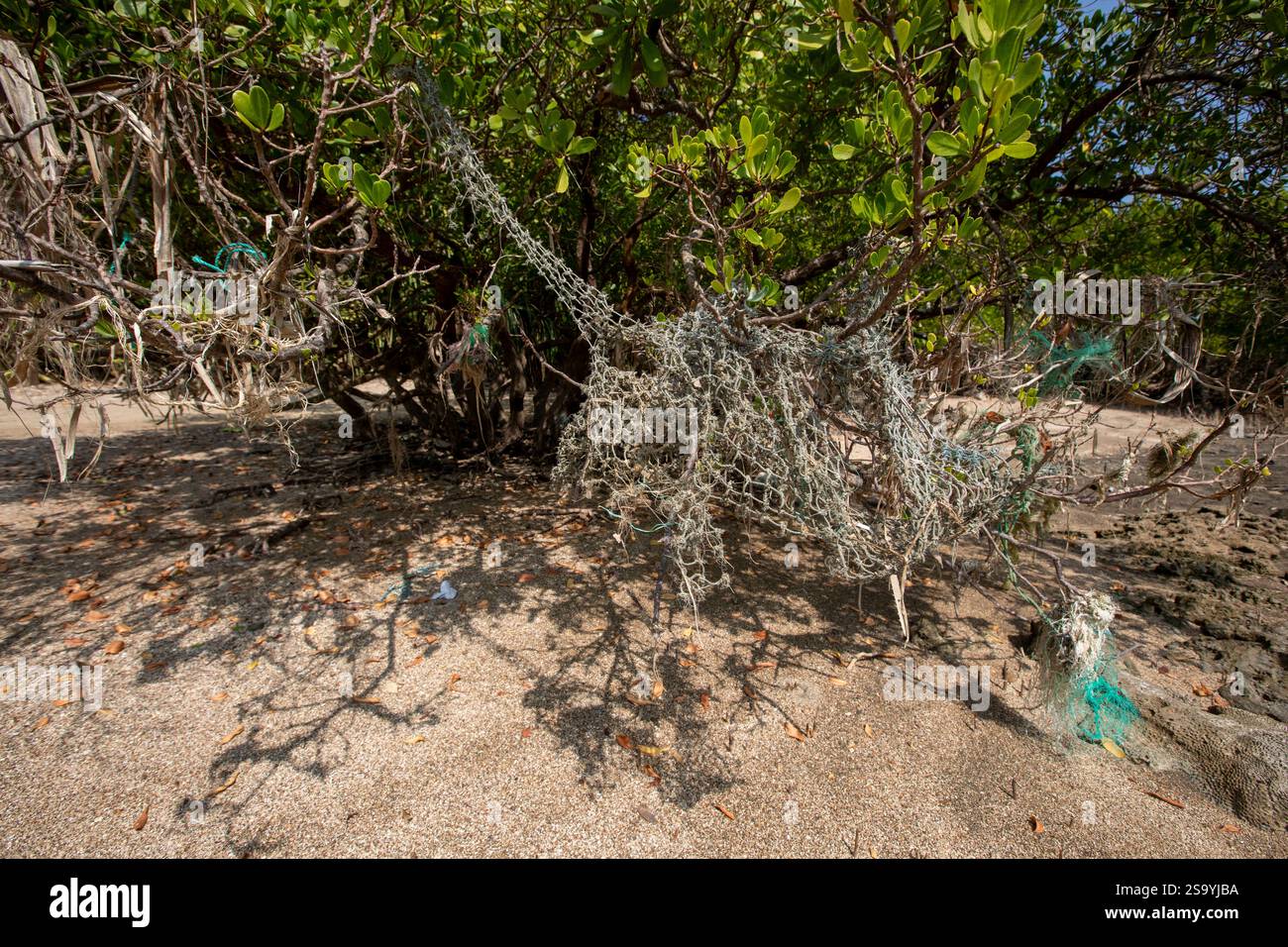 Ghost nets and other plastic waste tangled with the mangroves, brought in by high tides, on ...
