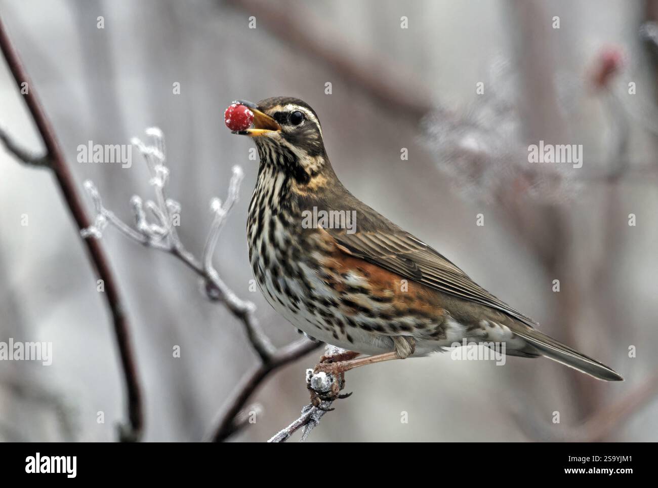 Redwing trush eating Rowan berries Stock Photo - Alamy