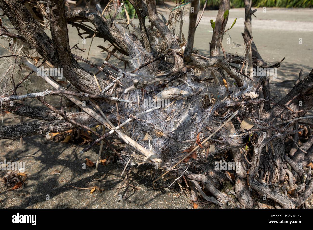 Ghost nets and other plastic waste tangled with the mangroves, brought ...