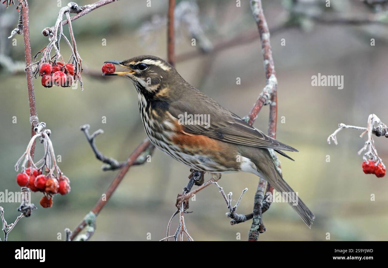 Redwing trush eating Rowan berries Stock Photo - Alamy