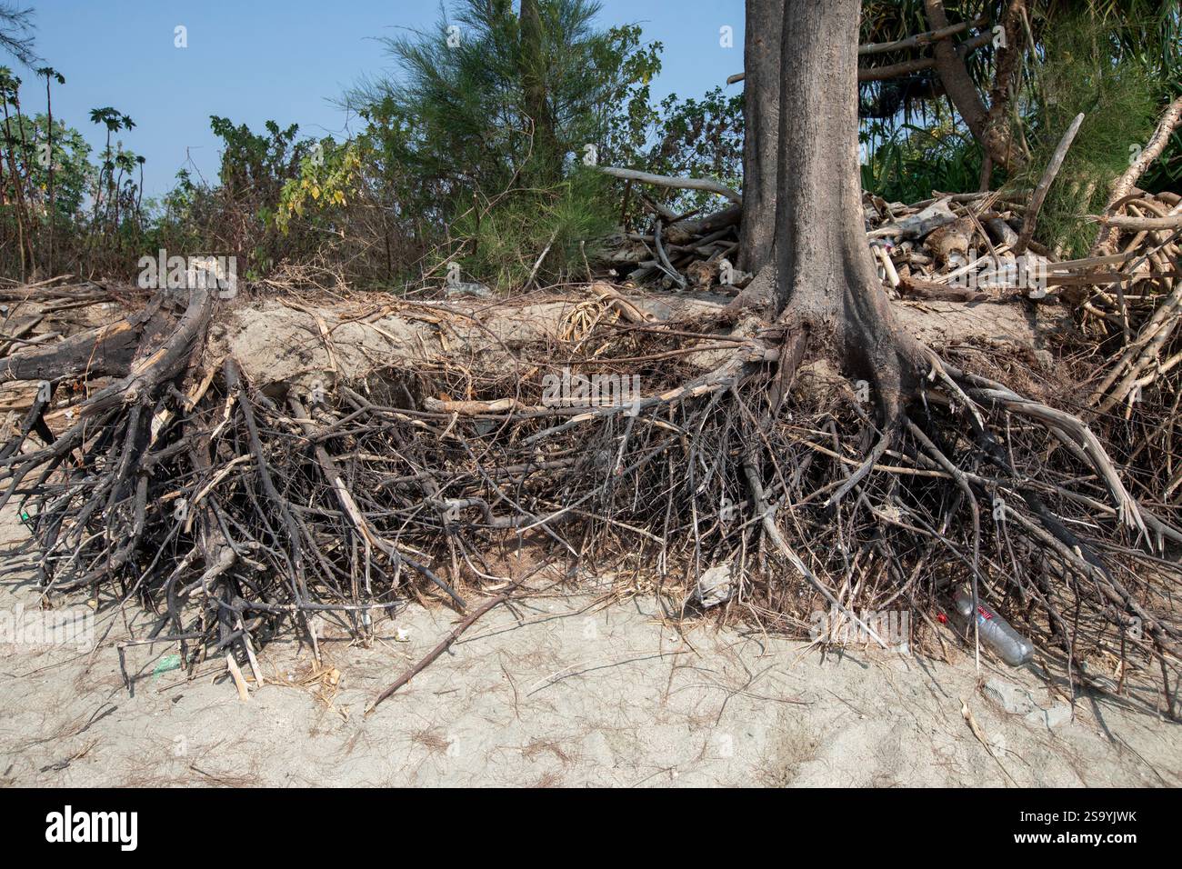 Tidal waves have eroded the soil from the roots of trees near the ...