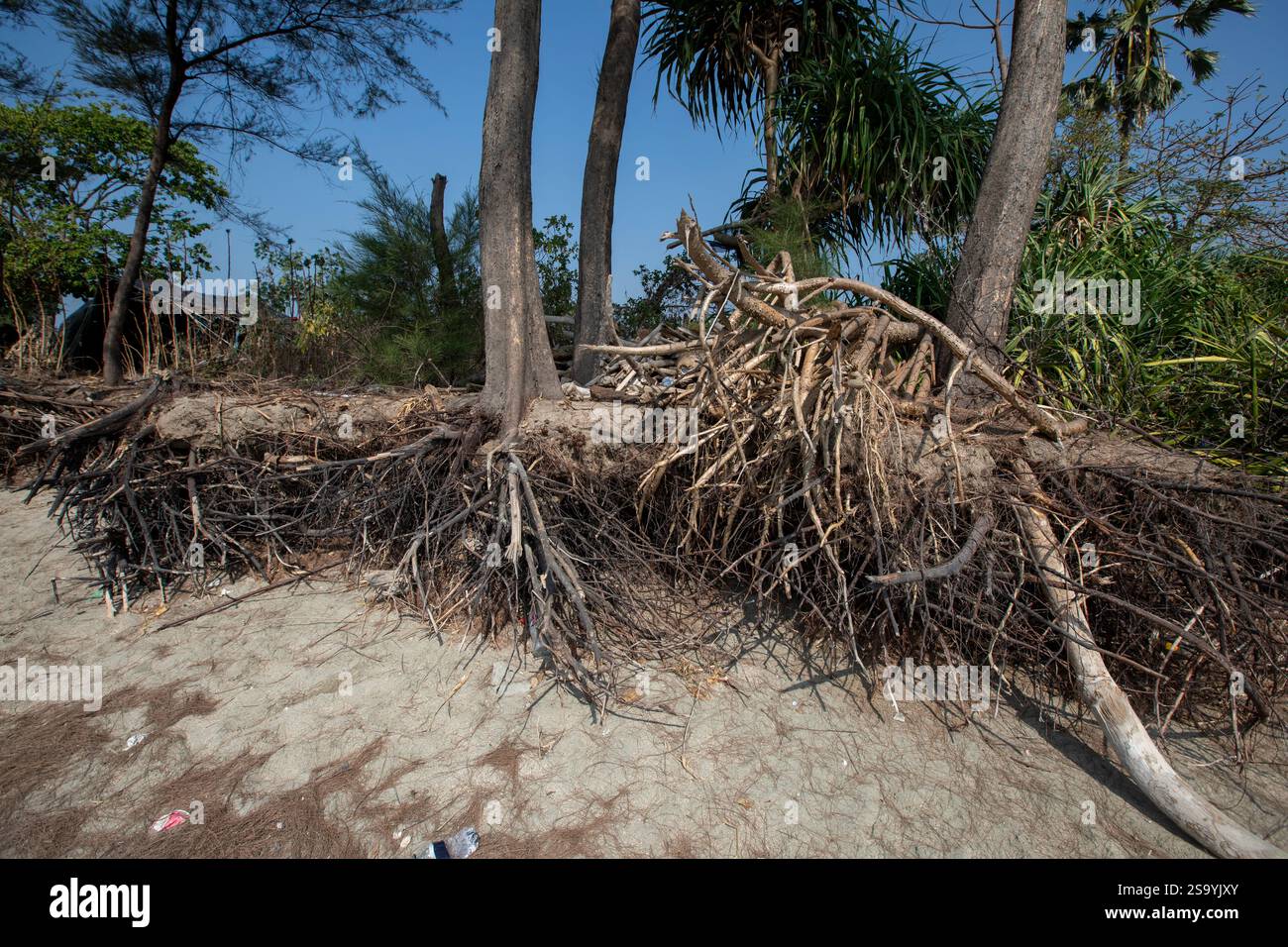 Tidal waves have eroded the soil from the roots of trees near the ...