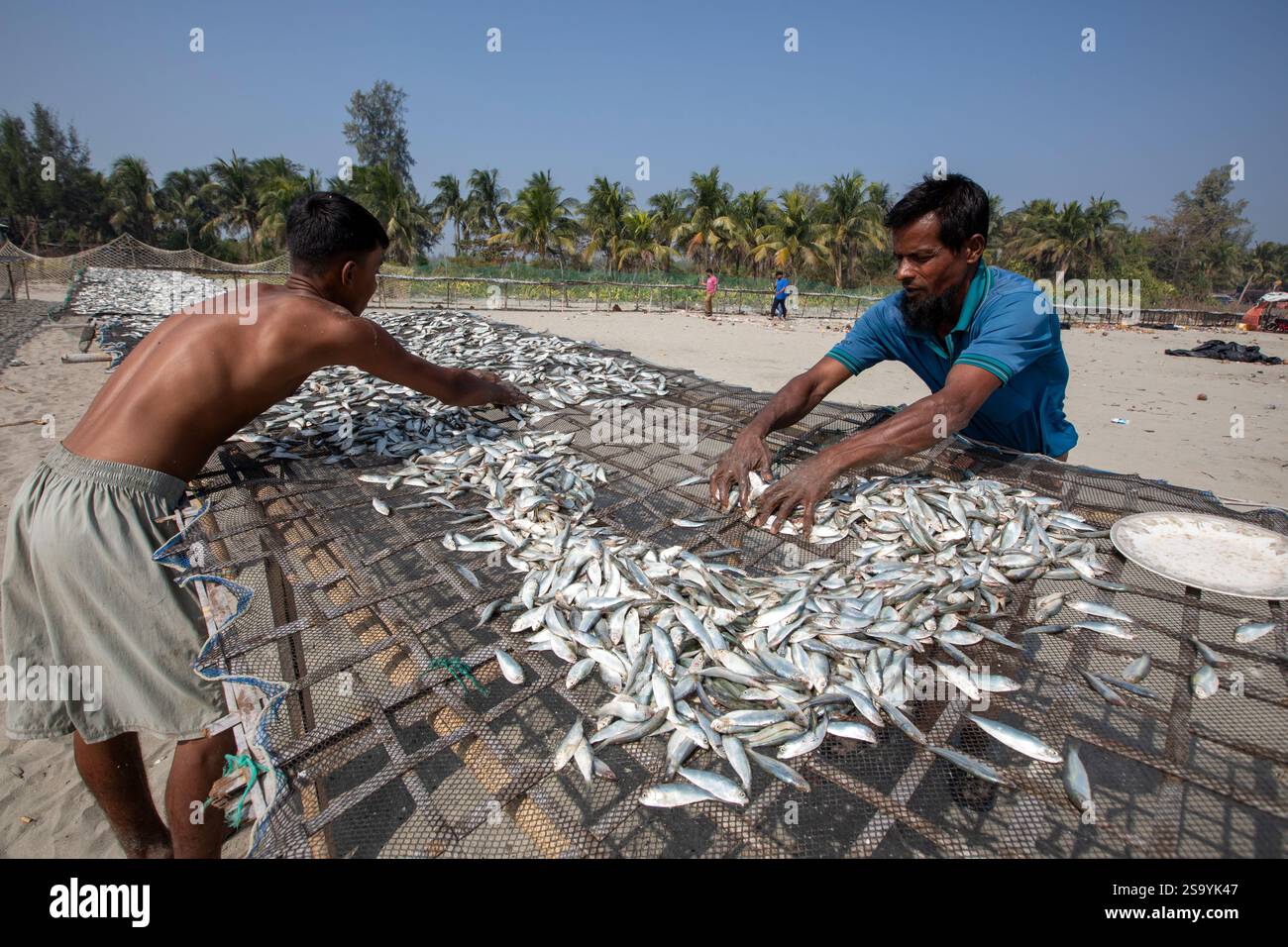 Fishermen are drying sea fish on Saint Martin's Island, the only coral ...