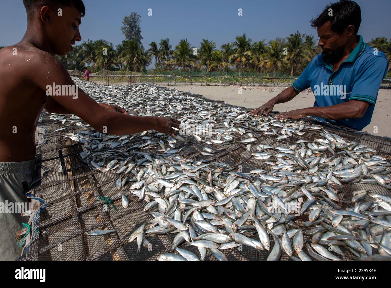 Fishermen are drying sea fish on Saint Martin's Island, the only coral ...