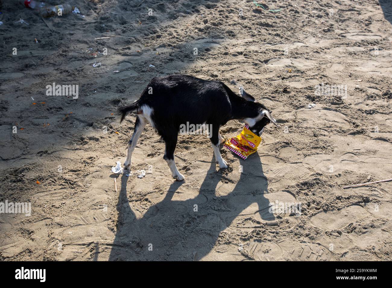 A goat searching for food inside an empty chips packet on the beach at ...