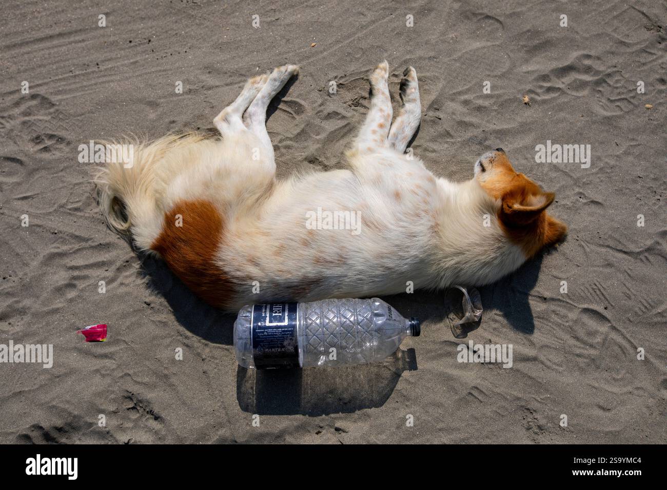 Stranded dogs on the beach of Saint Martin's Island, the only coral ...