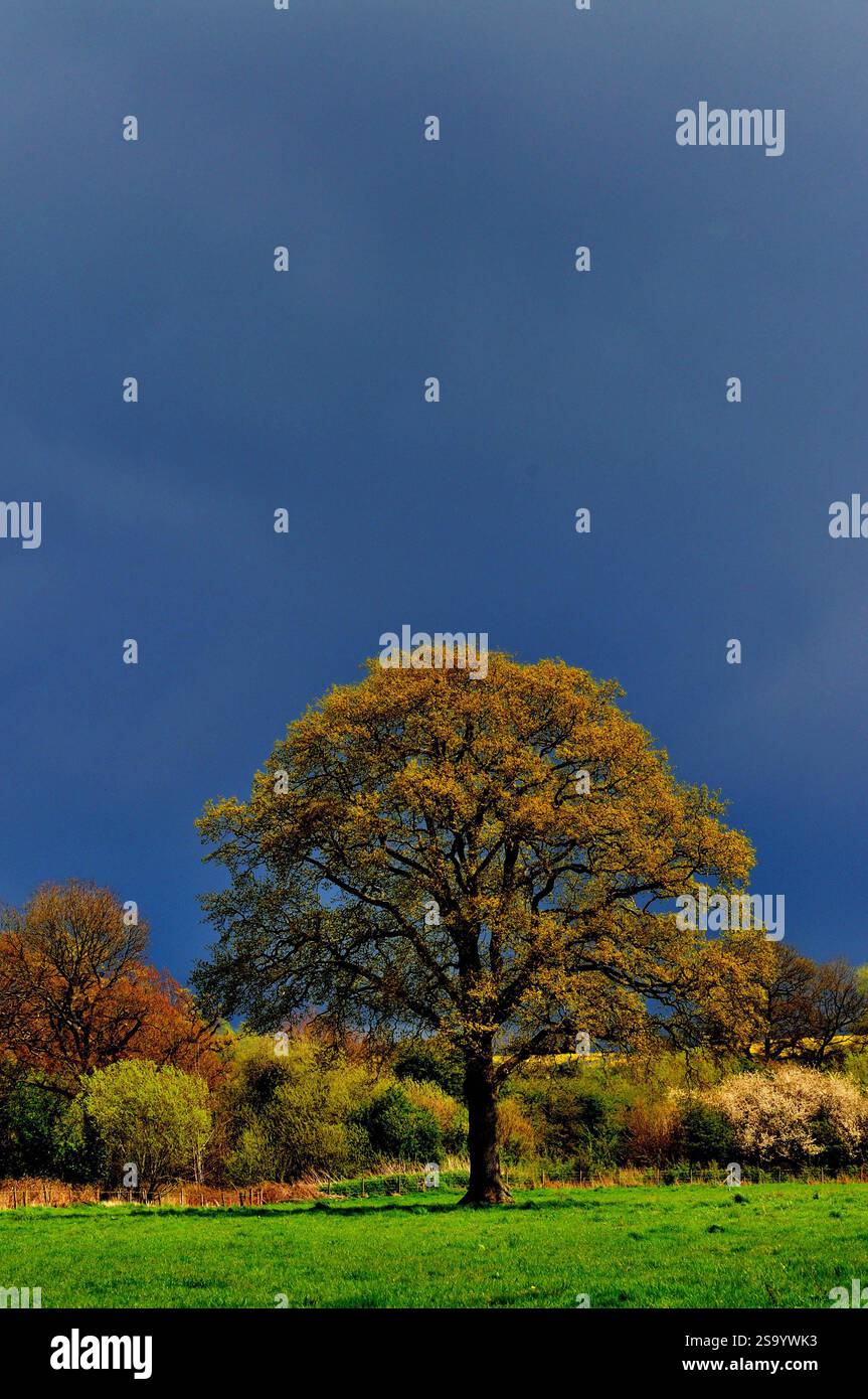 Dark sky and colourful trees near Swindon, Wiltshire, highlighted by ...