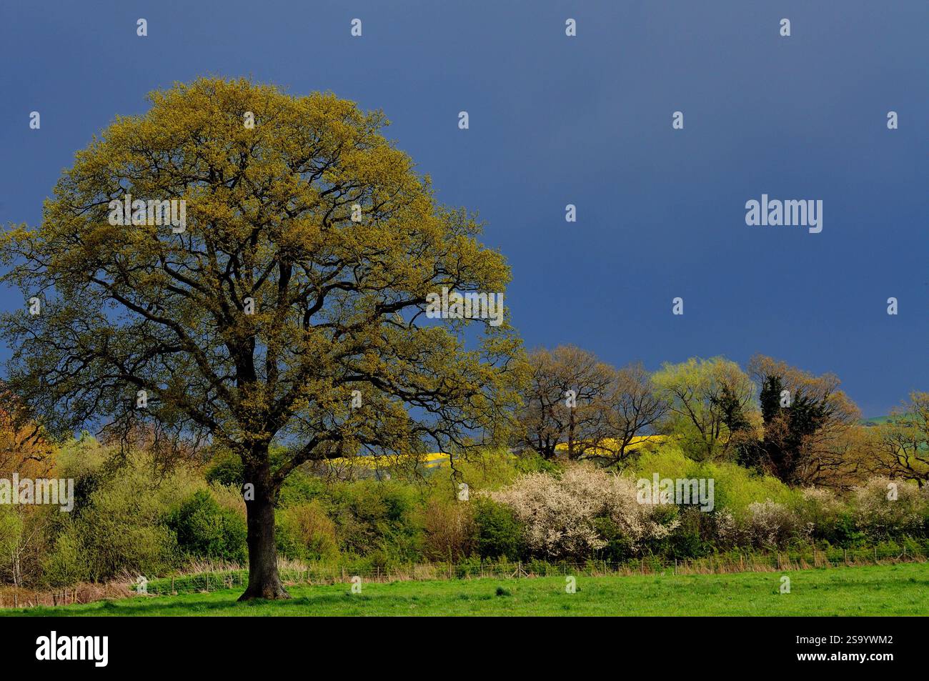 Dark sky and colourful trees near Swindon, Wiltshire, highlighted by ...