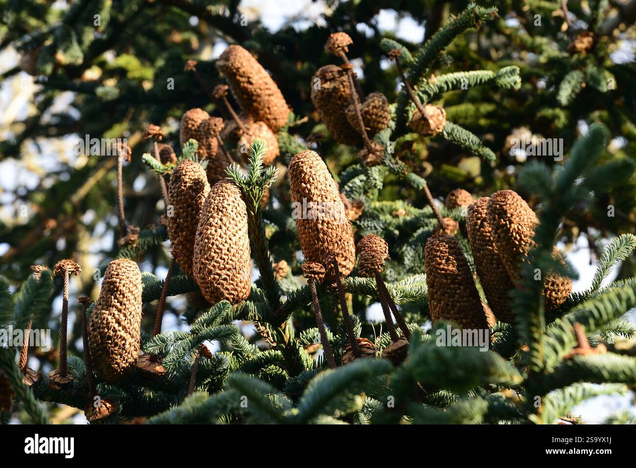 Cylindrical cones hi-res stock photography and images - Alamy