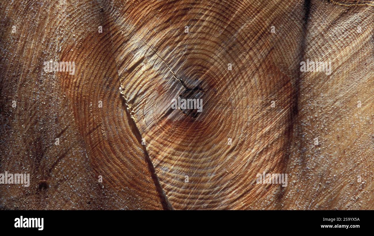 Close up on wood texture of rough surface felled tree weathered with ...
