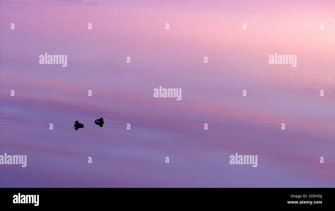 Two waterfowls swim in opposite direction of each other. Colorful sea ...