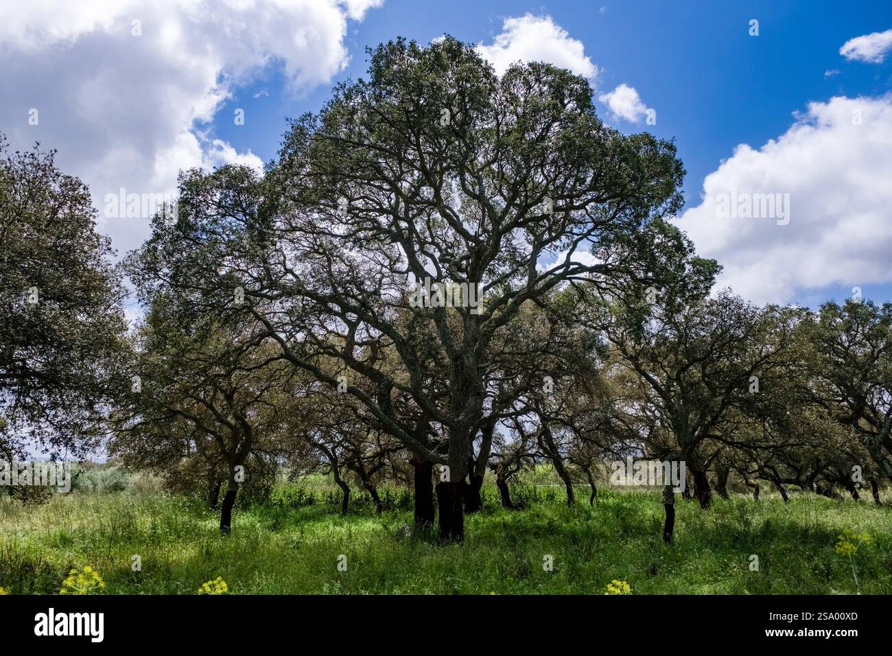 Cork oaks in a plantation on the wooded plateau above the town of Bosa ...