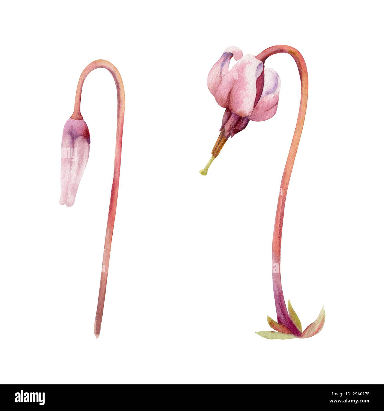 Cranberry pink lily flower bud on long stalk stem, wildflower ...