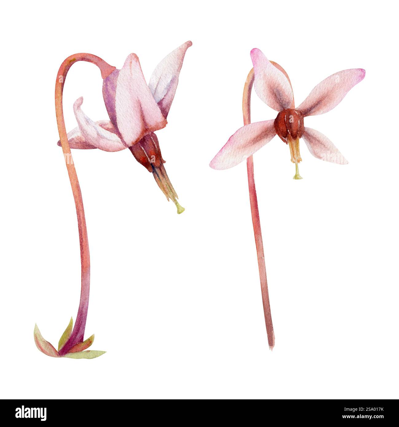 Cranberry pink lily flower bud on long stalk stem, wildflower ...
