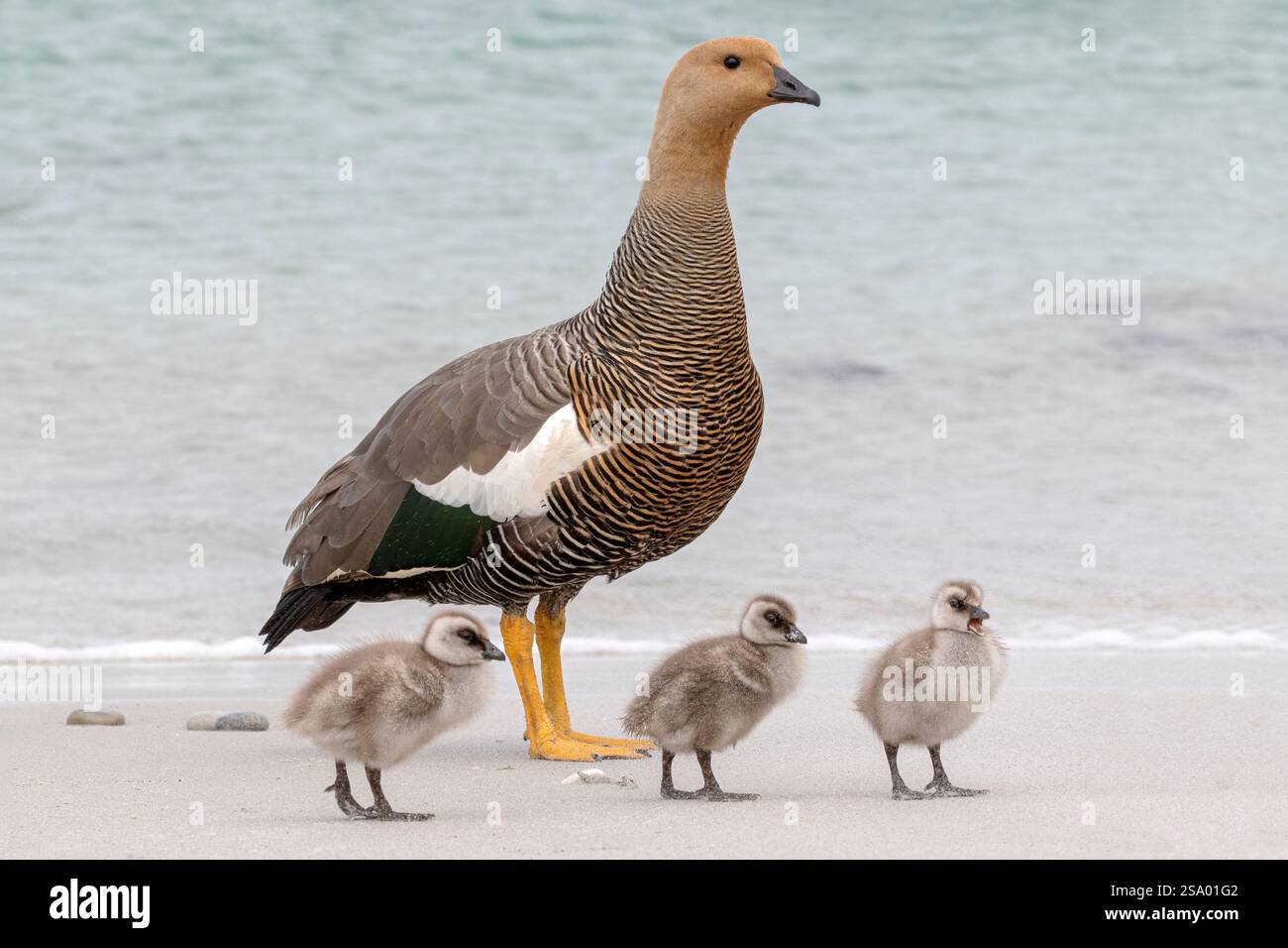 Upland Goose, Chloephaga picta, goslings and Mom on a Falkland beach ...
