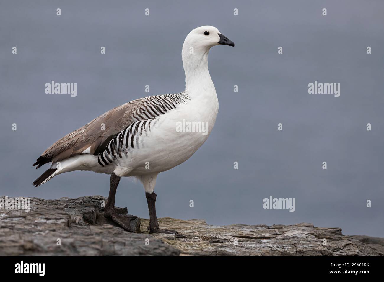 Upland Goose, Chloephaga picta, adult male walking on a remote ...