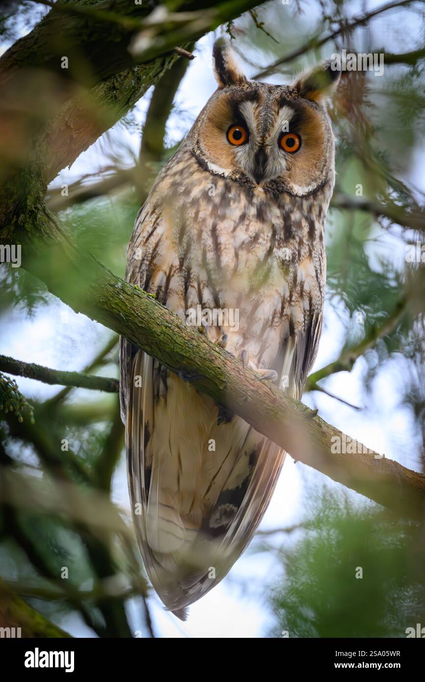 Lebus, Germany. 28th Jan, 2025. A long-eared owl (Asio otus) looks down ...